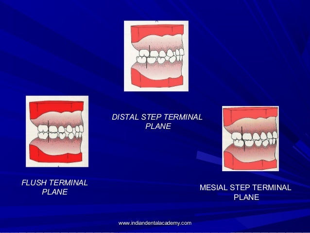 Development of occlusion
