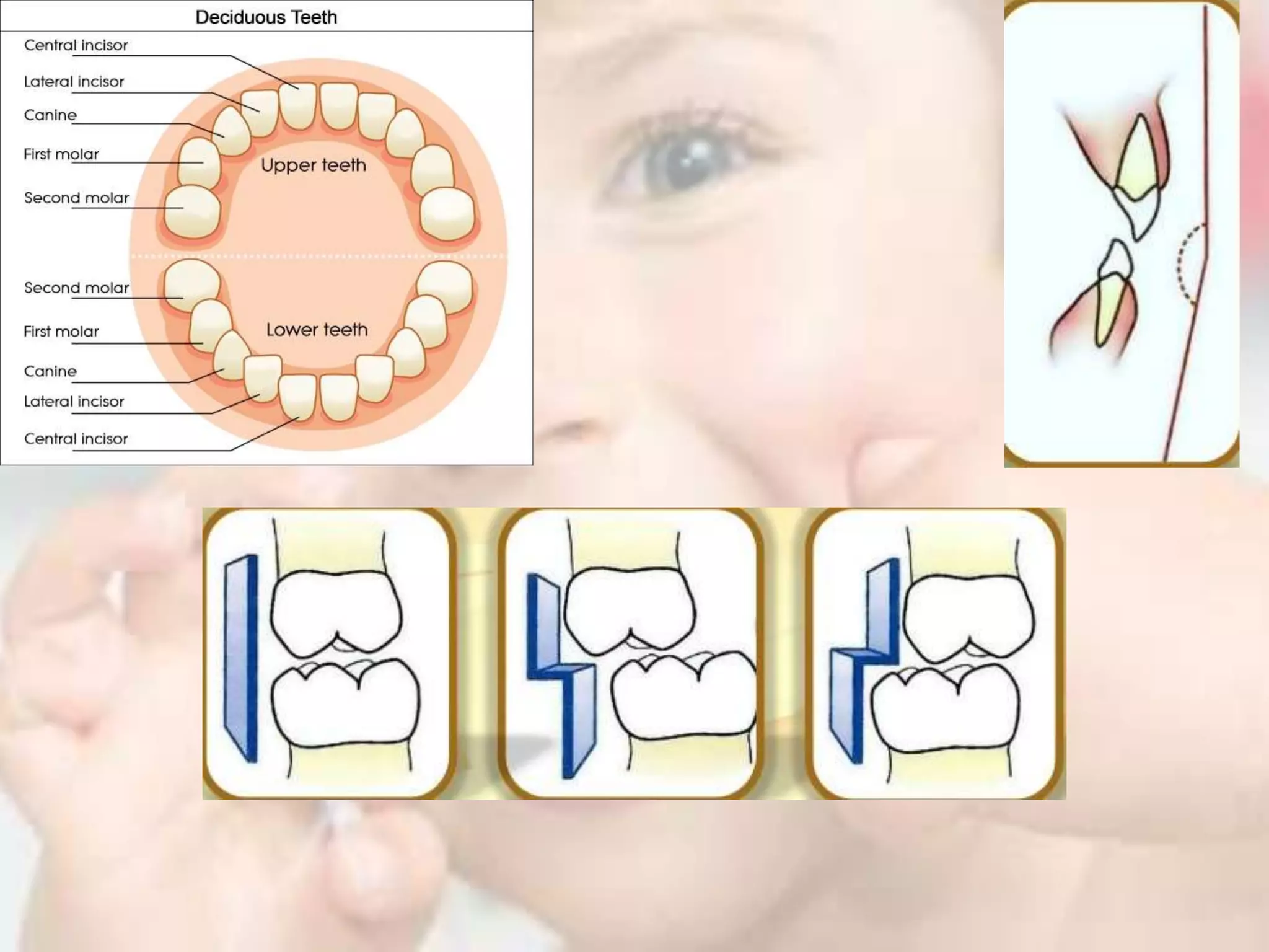 Development of occlusion | PPTX
