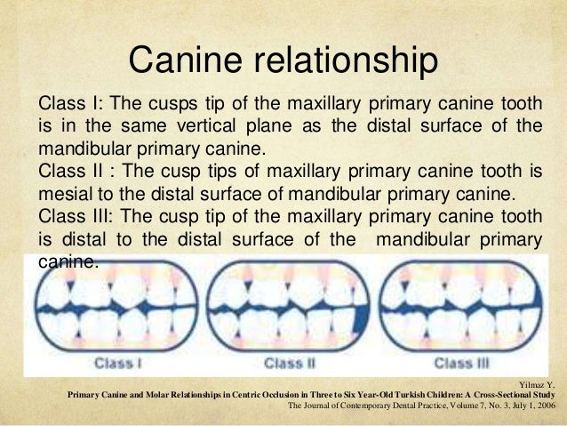 Canine Occlusion Classification