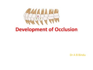 Development of Occlusion from infancy to adolescence. PPT | PPTX ...