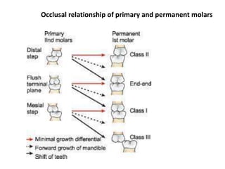 Development of Occlusion from infancy to adolescence. PPT | PPTX ...