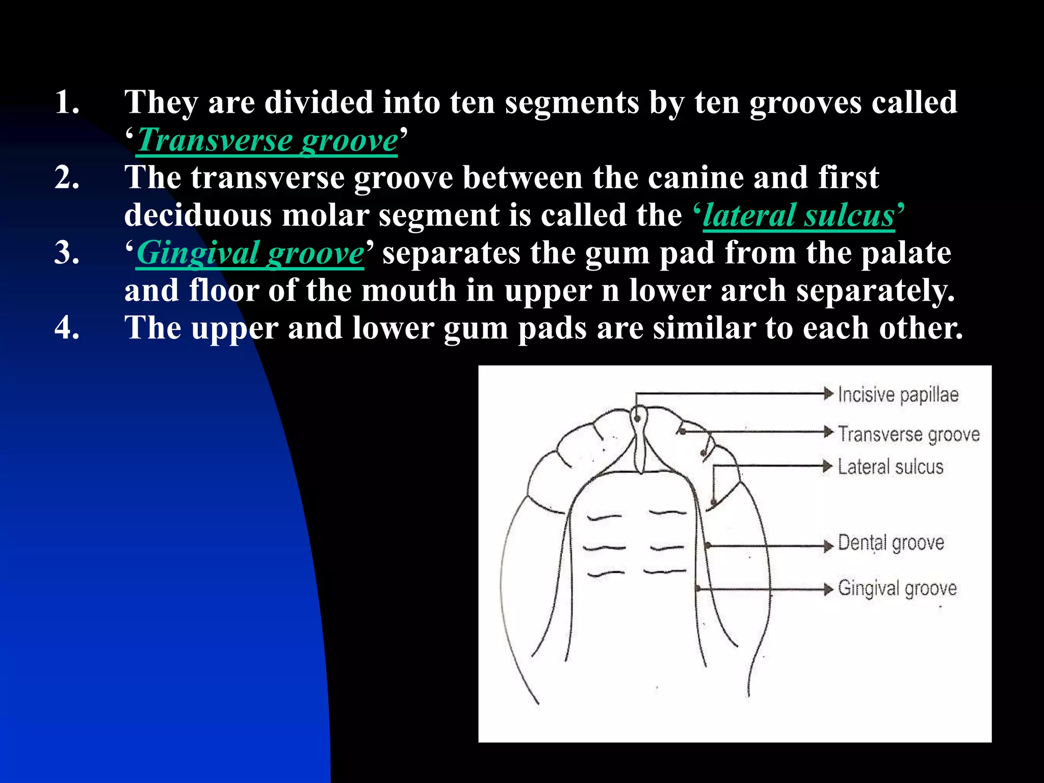 DEVELOPMENT OF OCCLUSION - final.ppt