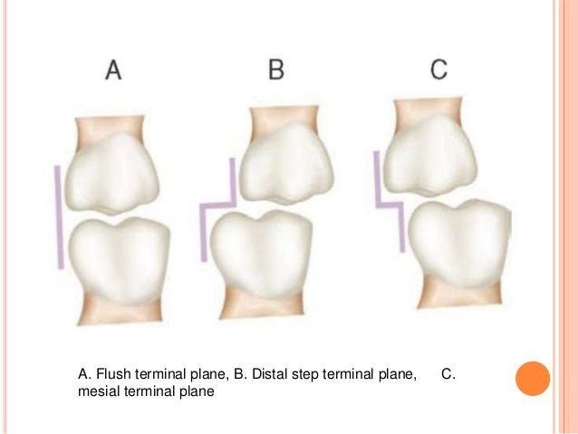 Development of occlusion