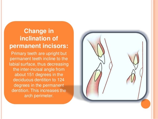 Development of occlusion