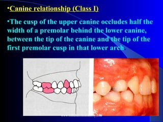 Development of occlusion | PPT
