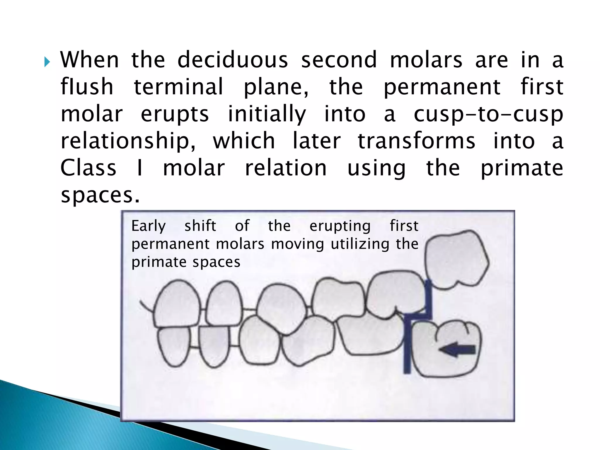 Development of occlusion | PPTX