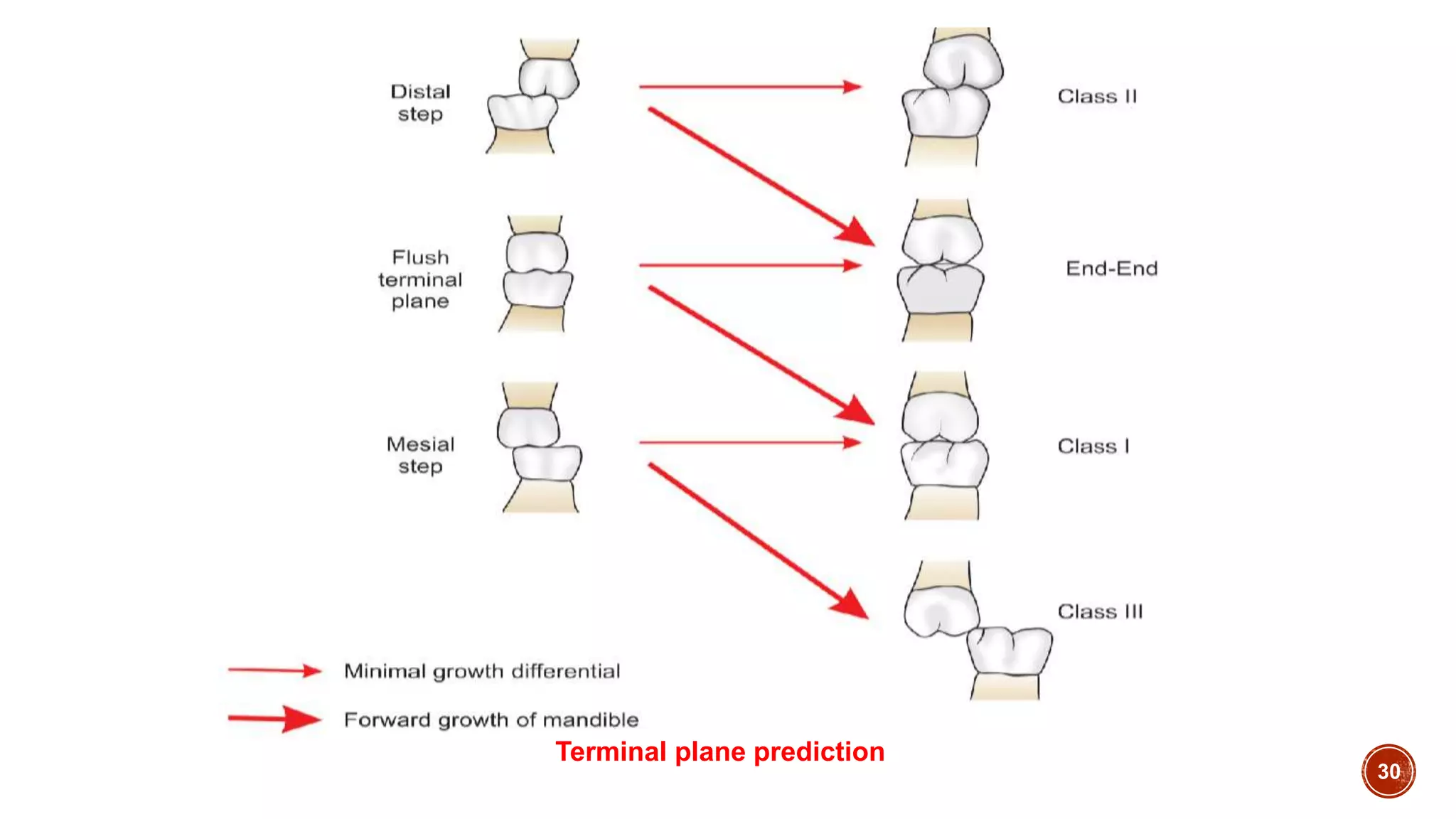 Development of occlusion | PPTX | Dental Health | Diseases and Conditions
