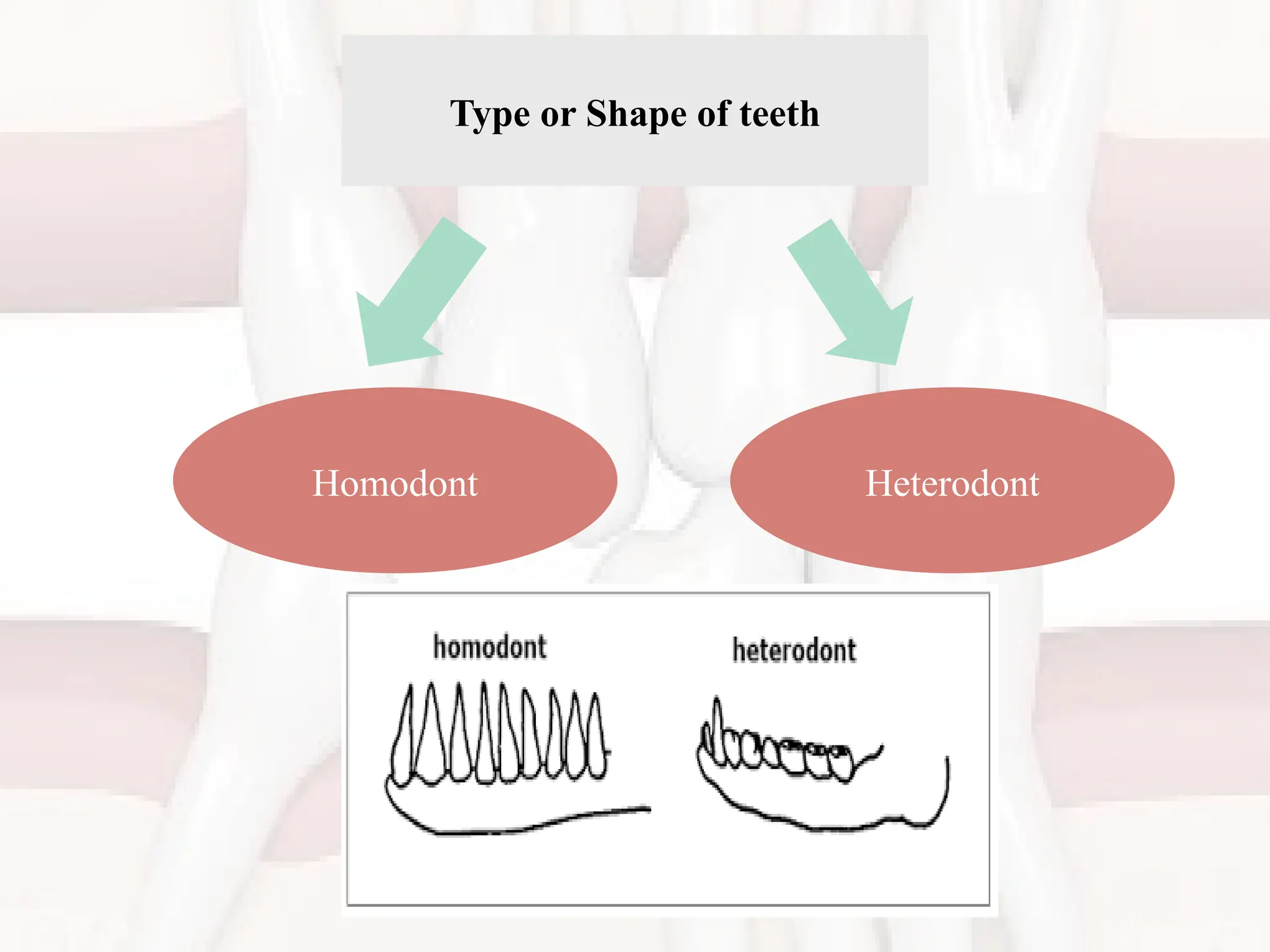Development of occlusion from birth to adolescence and dimensional ...