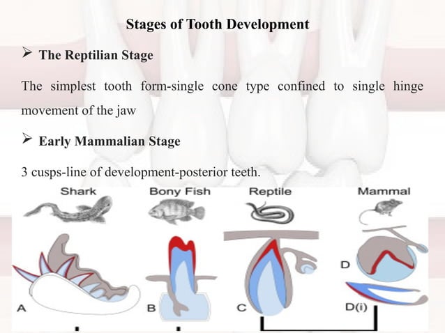 Development of occlusion from birth to adolescence and dimensional ...