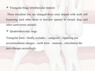 Development of occlusion from birth to adolescence and dimensional ...