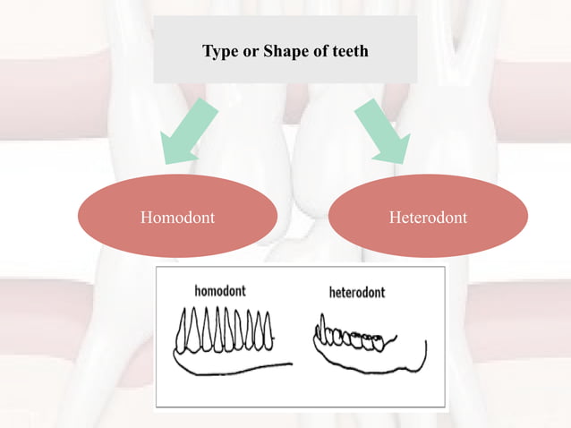 Development of occlusion from birth to adolescence and dimensional ...