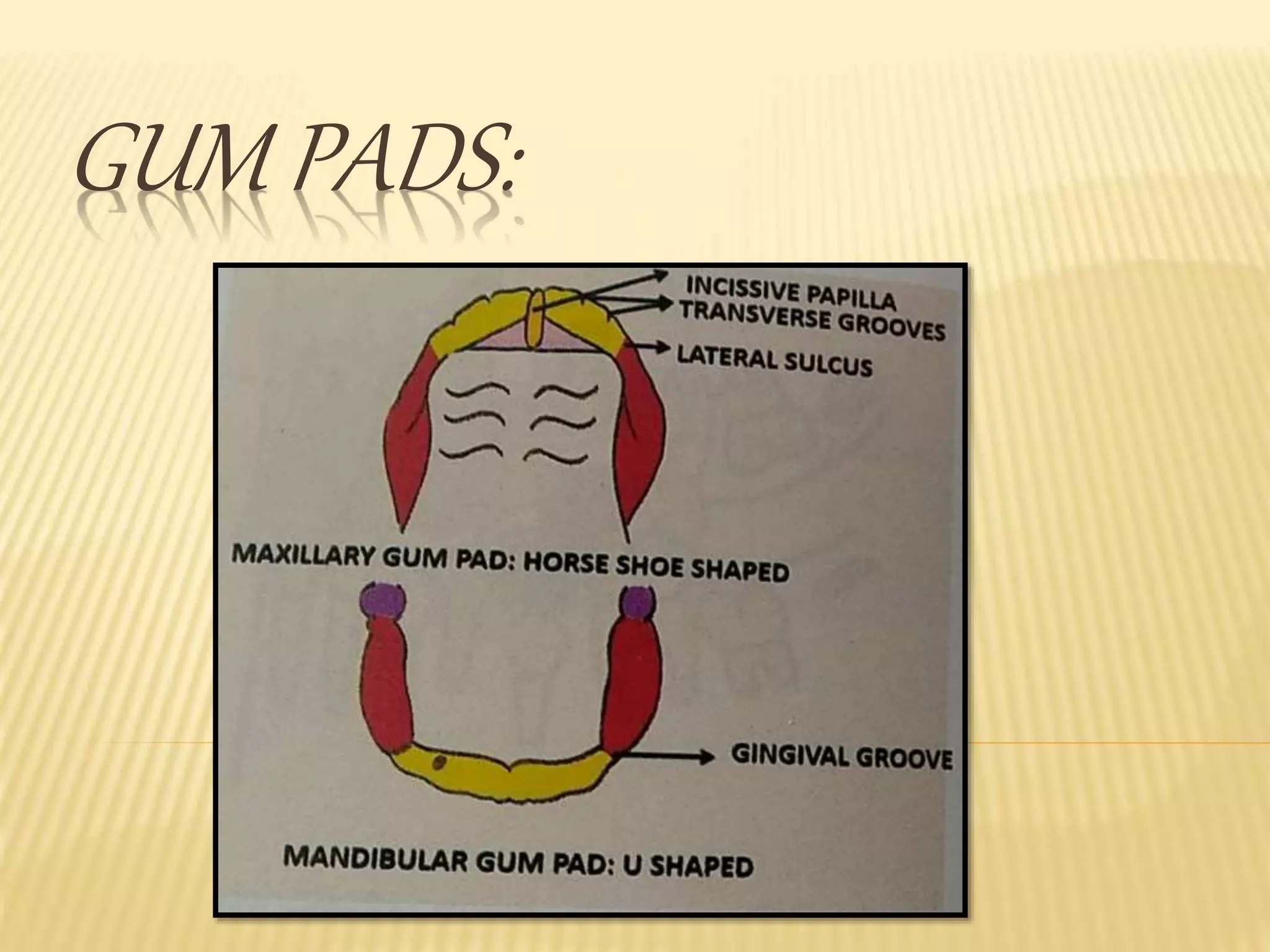 Development of occlusion from birth to primary dentition.pptx