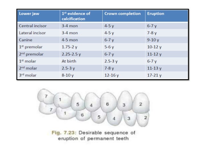 Development of occlusion_kritika