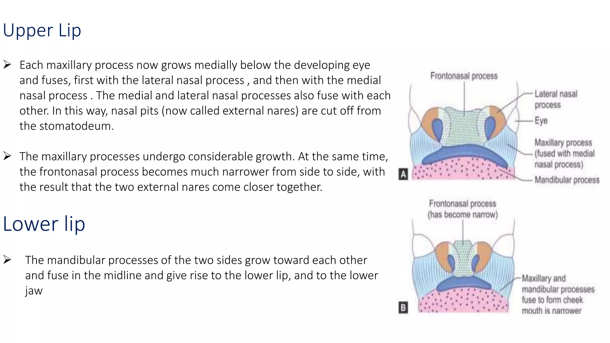 Development of oral cavity and face .ppt by dr. samidha arora | PPTX