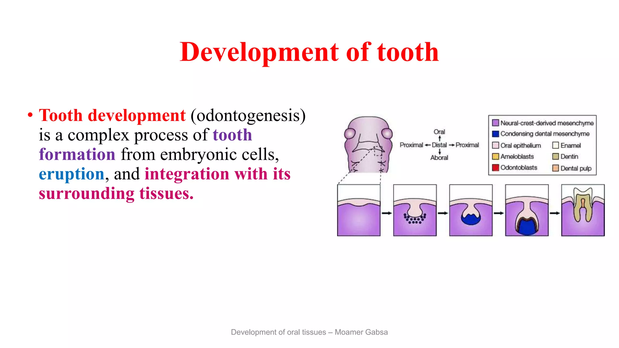 Development of dental tissues.ppt