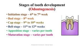 Development of dental tissues.ppt