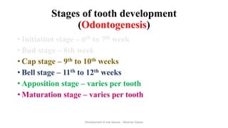 Development of dental tissues.ppt