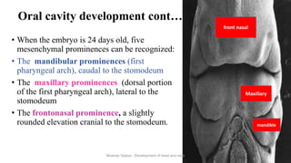 Development of dental tissues.ppt