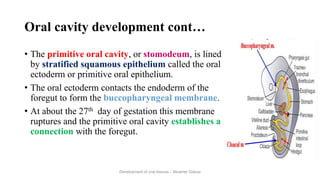 Development of dental tissues.ppt
