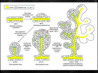 Development of pancreas | PPT