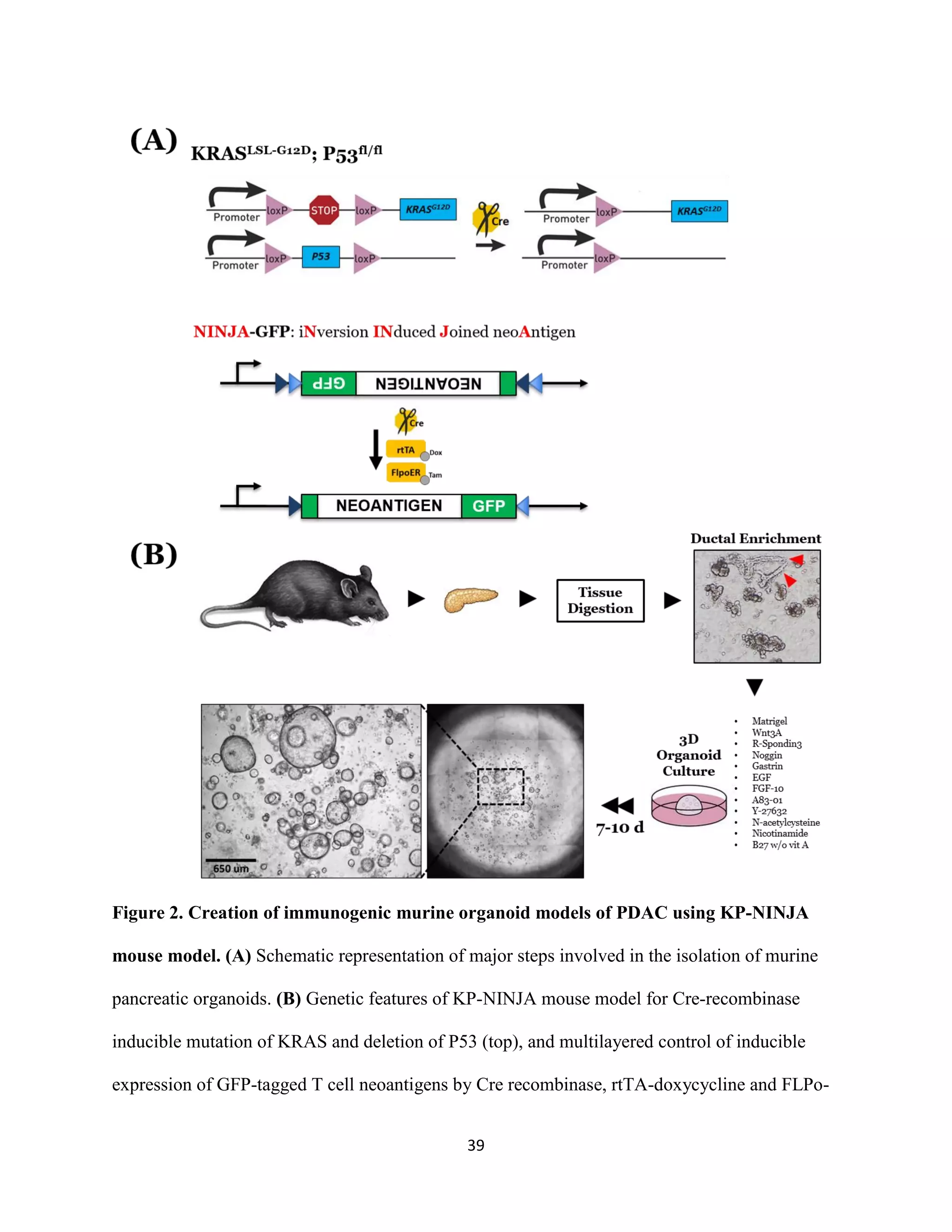Development of pancreatic cancer organoid model for studying immune ...