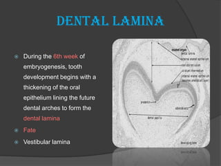 Development of periodontium. periodontics | PPTX