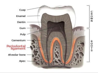 Development of periodontium. periodontics | PPTX