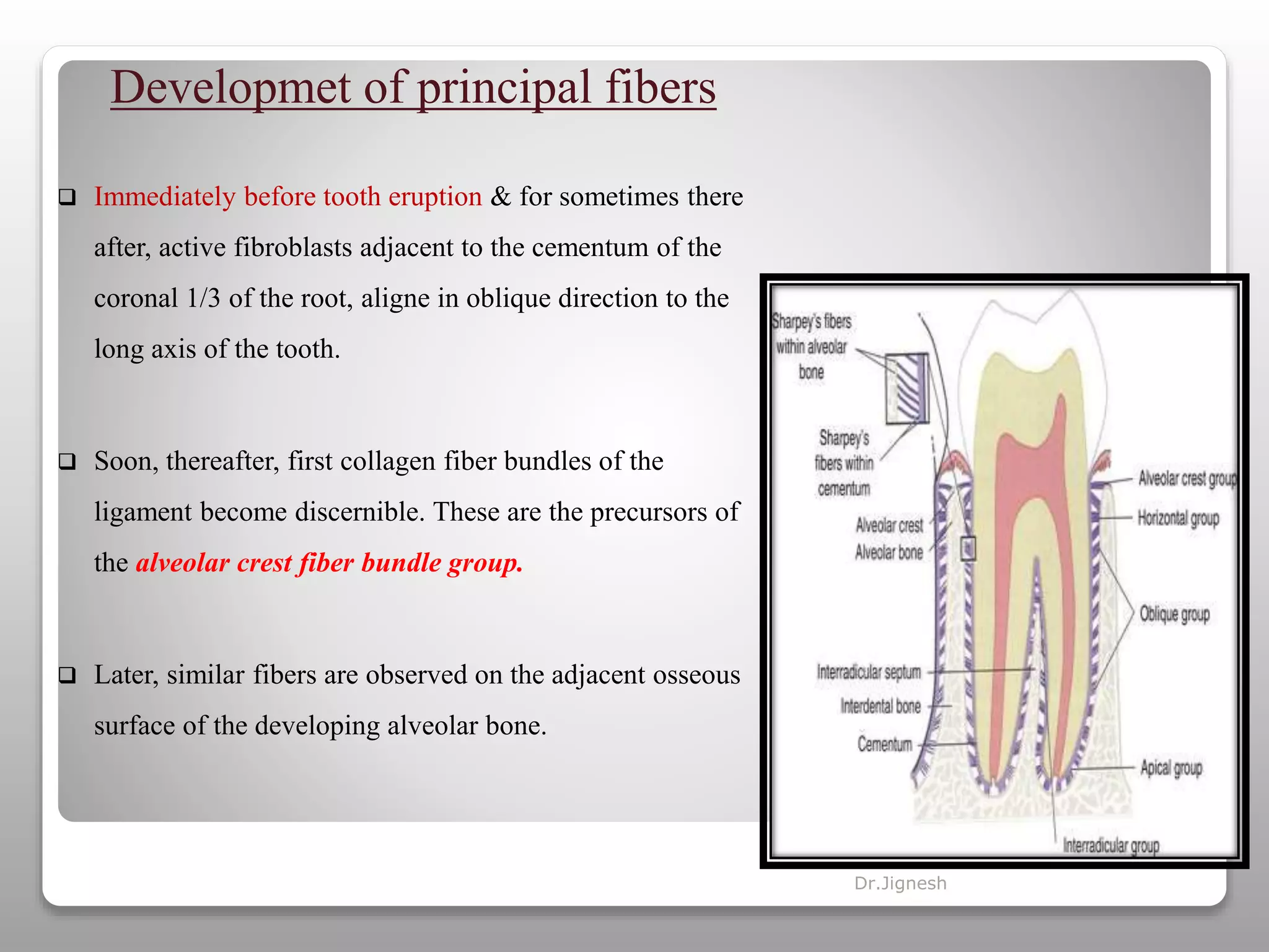 Development of periodontium | PPTX
