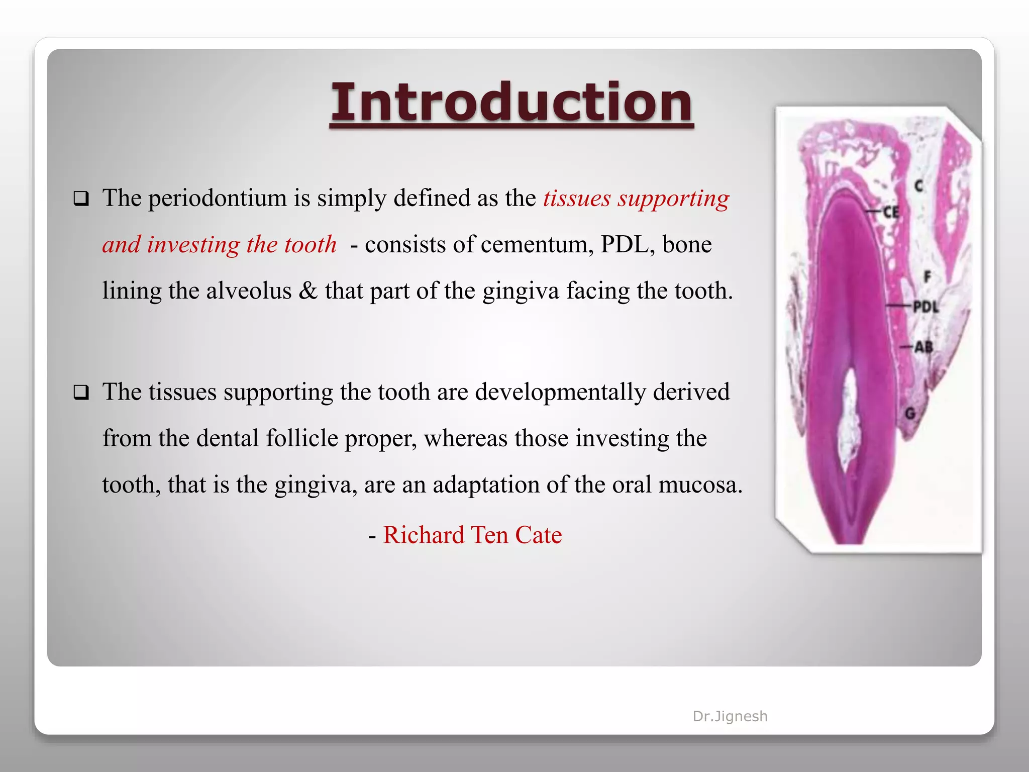Development of periodontium | PPTX