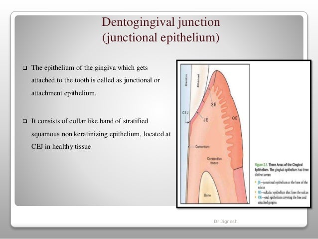 Development of periodontium