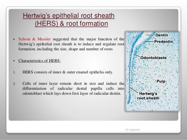 Development of periodontium