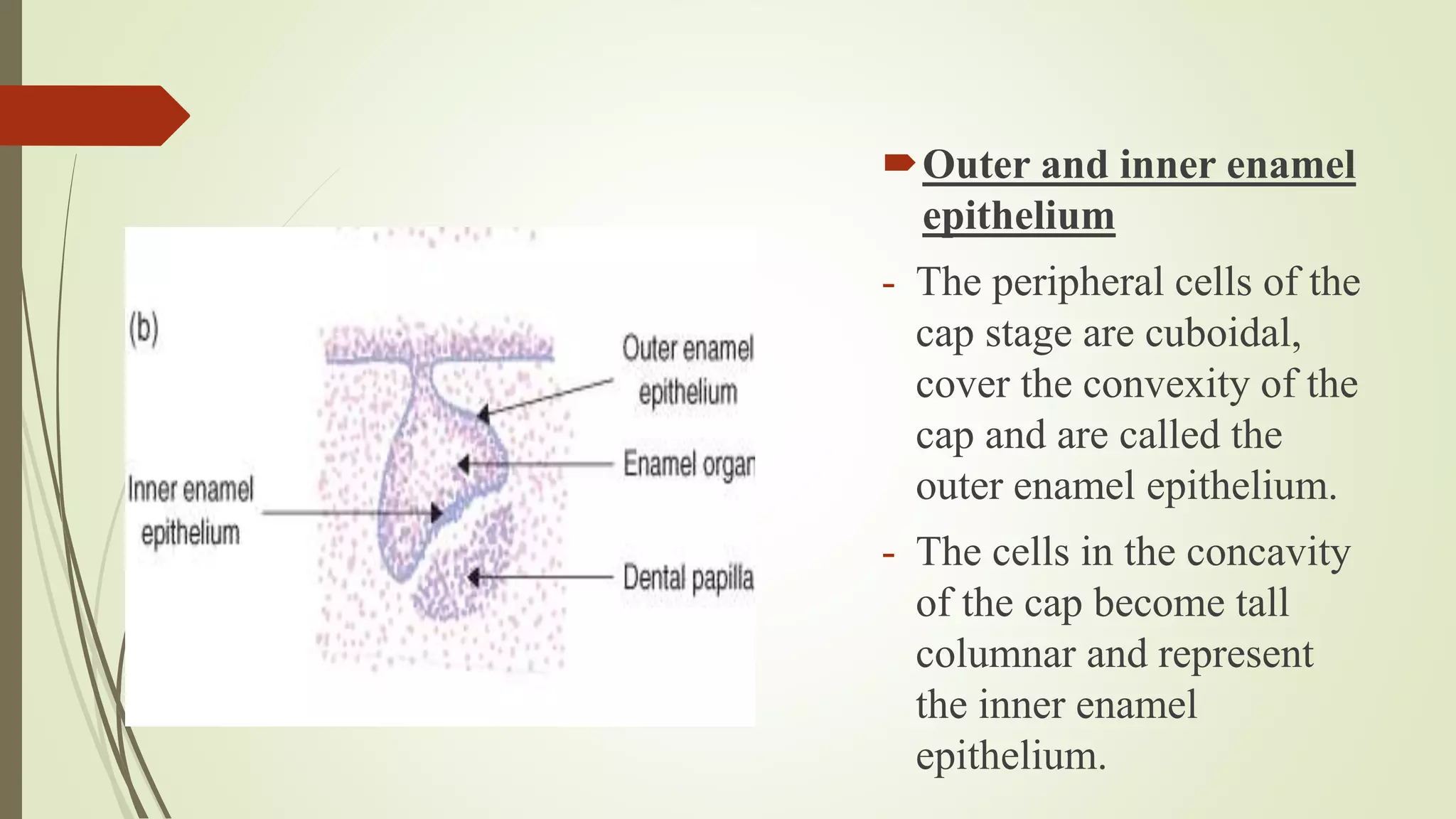 Development of periodontium | PPTX