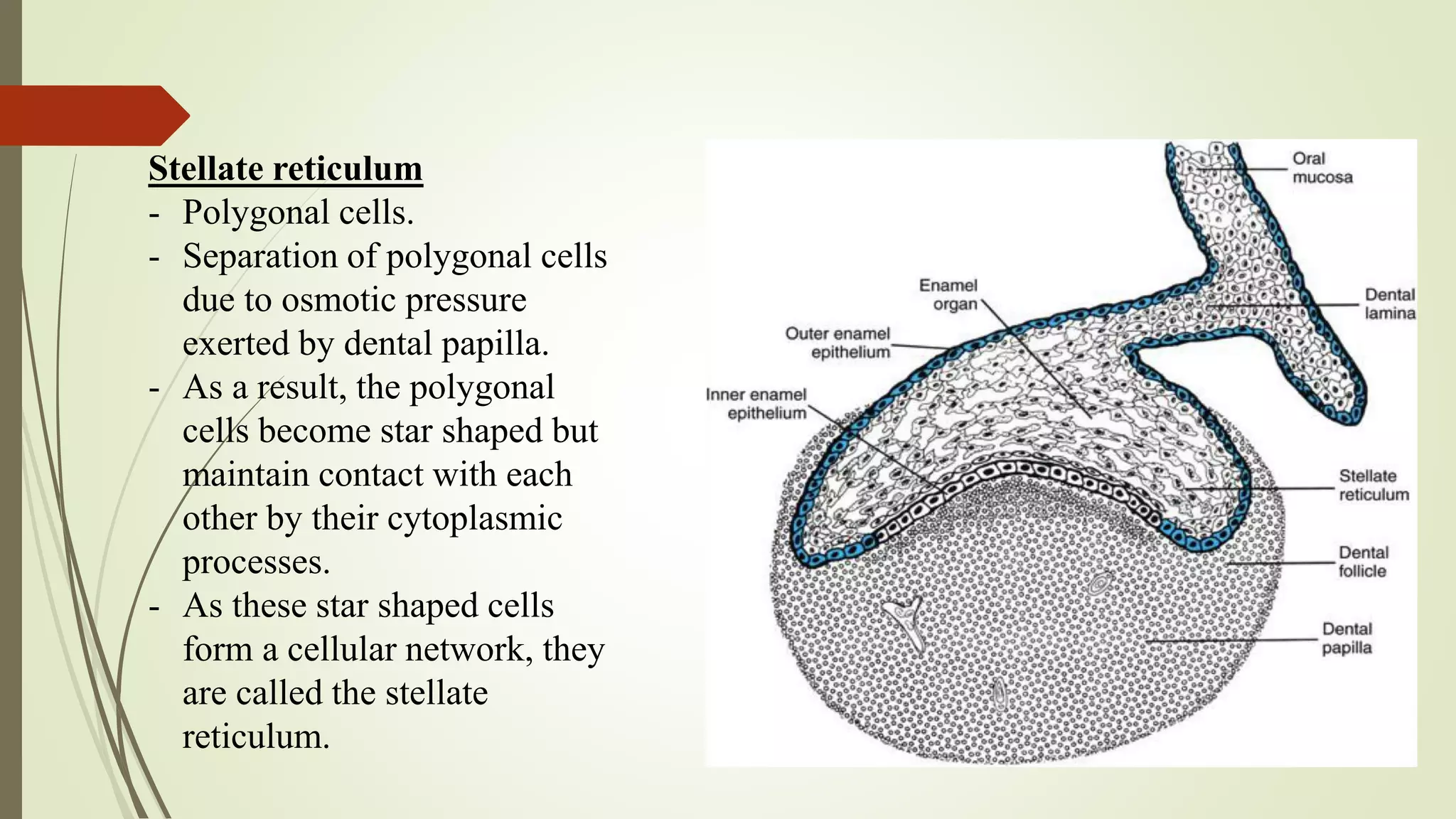 Development of periodontium | PPTX