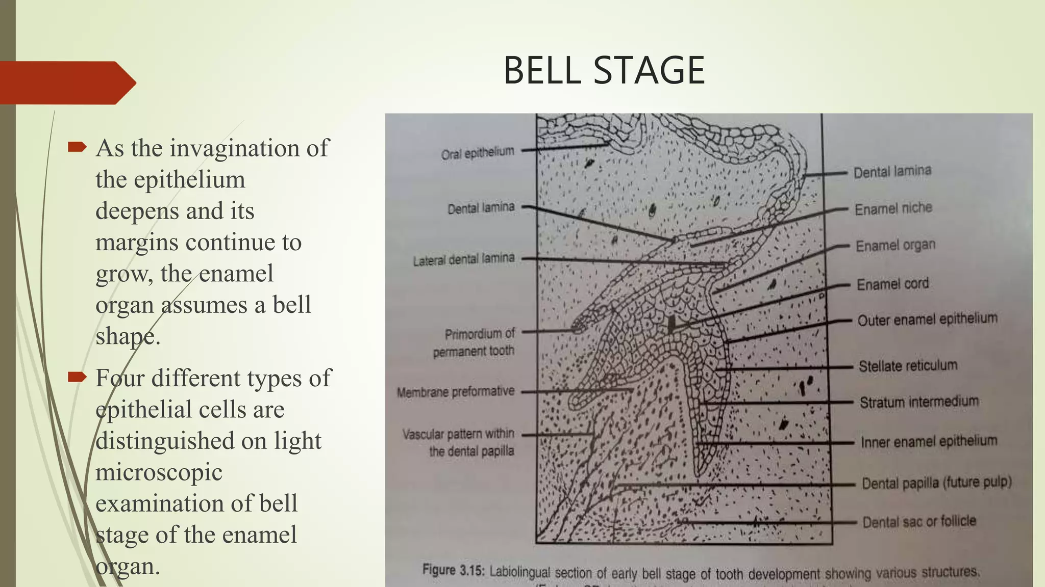 Development of periodontium | PPTX