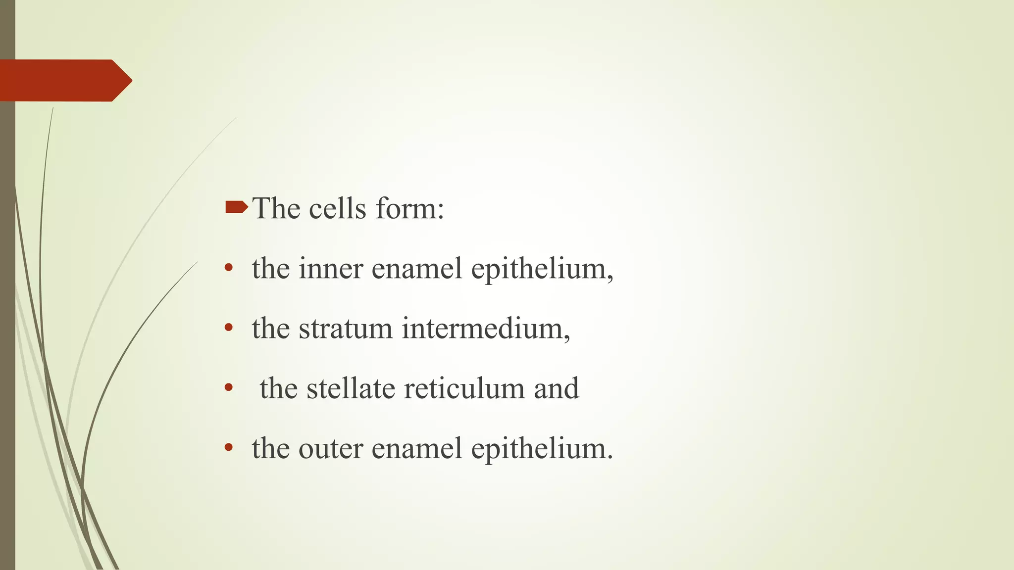 Development of periodontium | PPTX