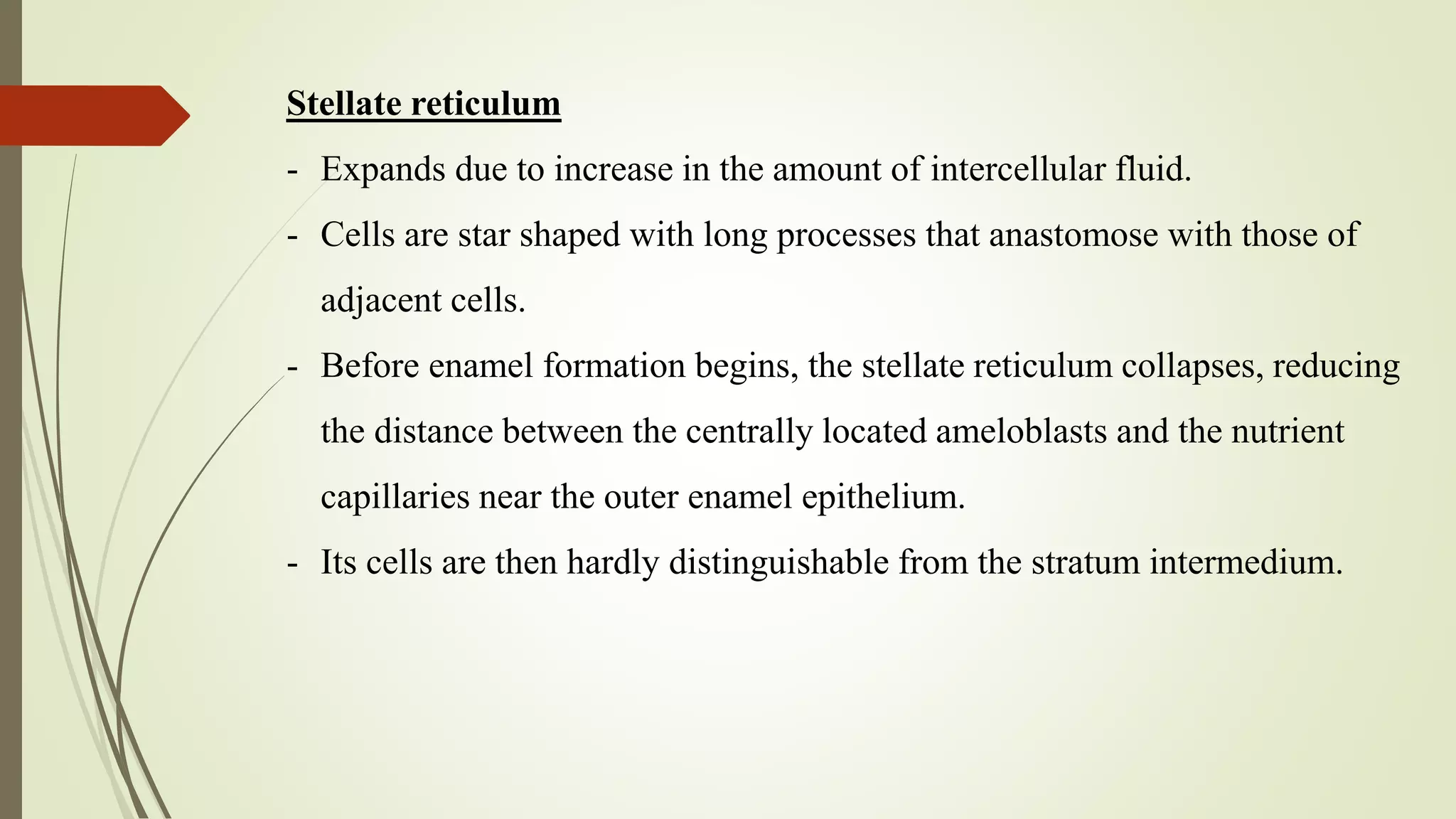 Development of periodontium | PPTX