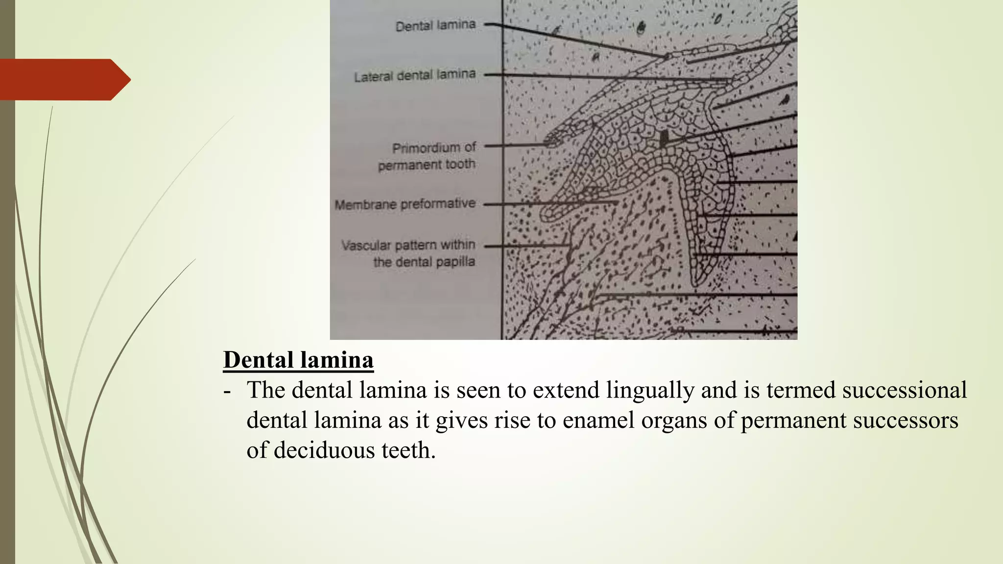 Development of periodontium | PPTX