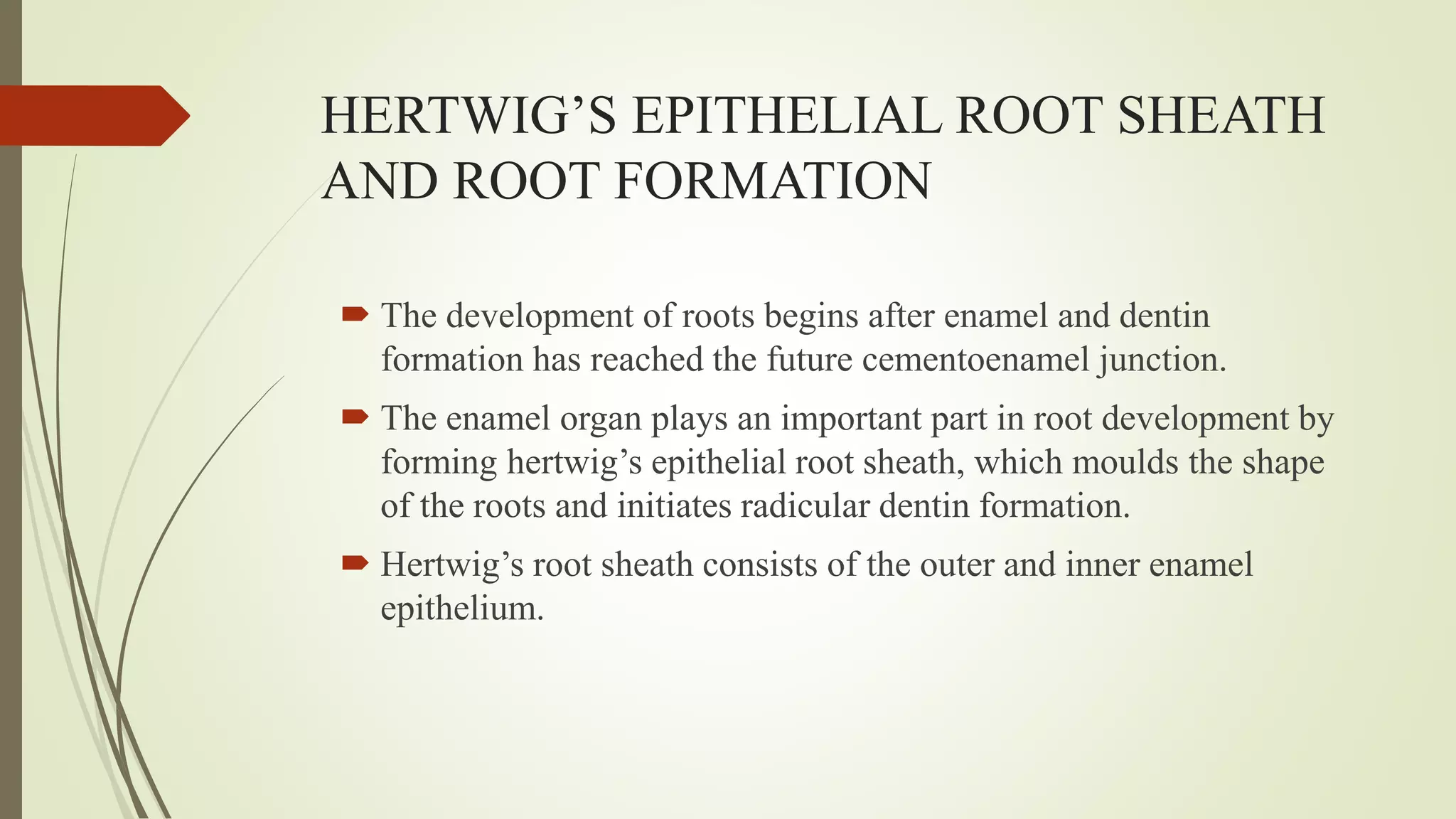 Development of periodontium | PPTX