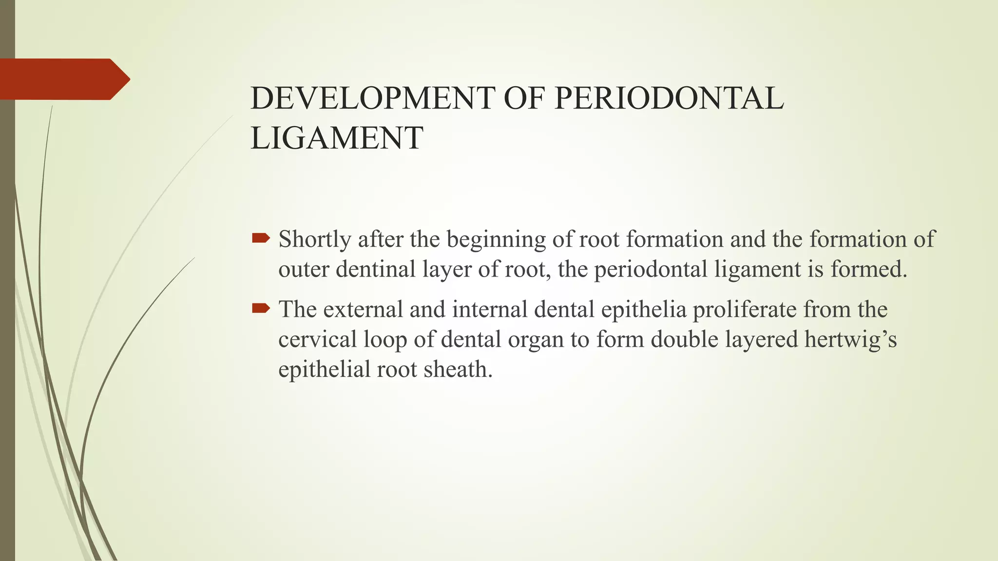 Development of periodontium | PPTX