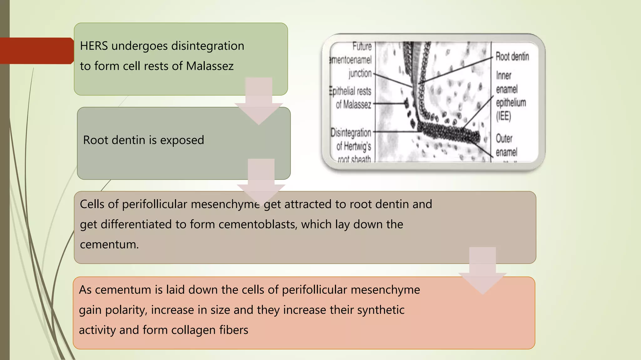 Development of periodontium | PPTX