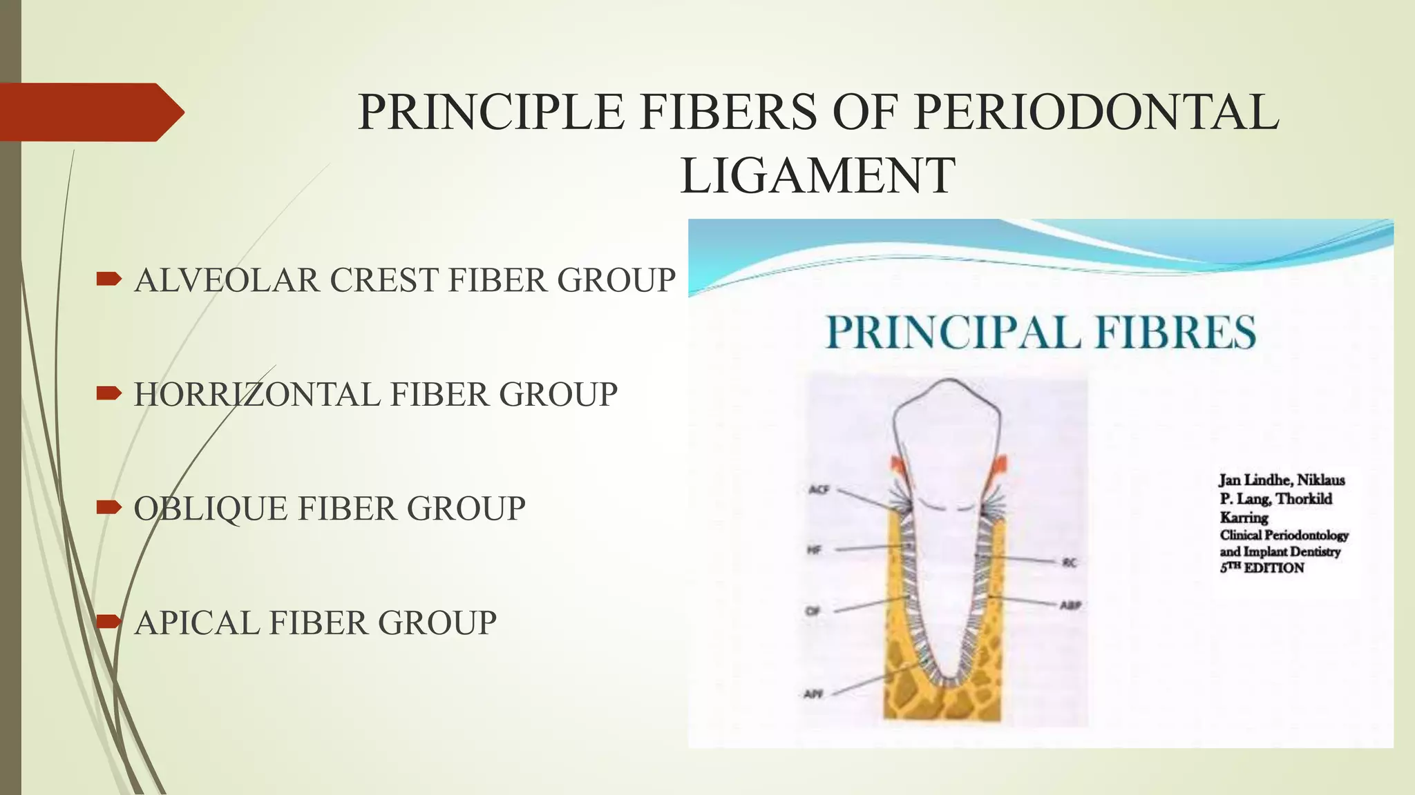 Development of periodontium | PPTX