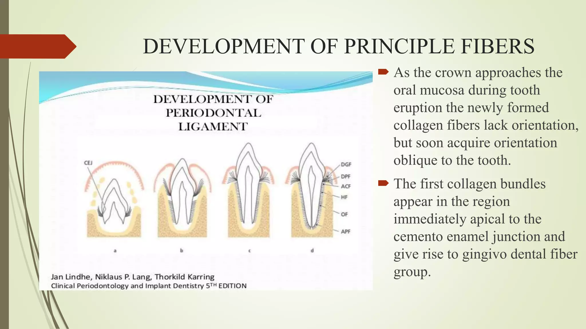 Development of periodontium | PPTX