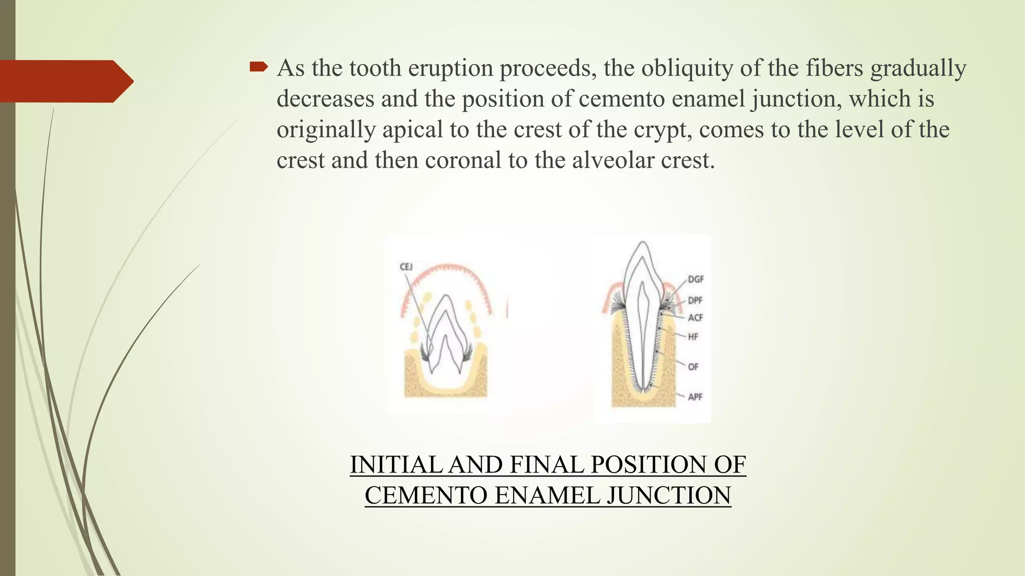Development of periodontium | PPTX