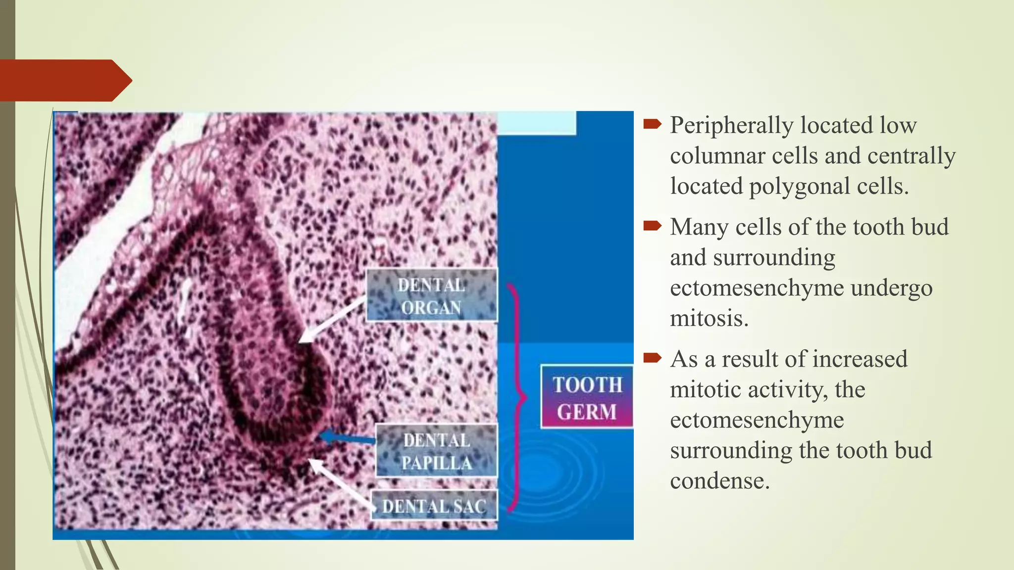 Development of periodontium | PPTX