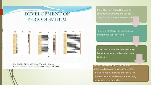Development of periodontium | PPTX
