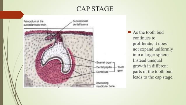 Development of periodontium | PPTX