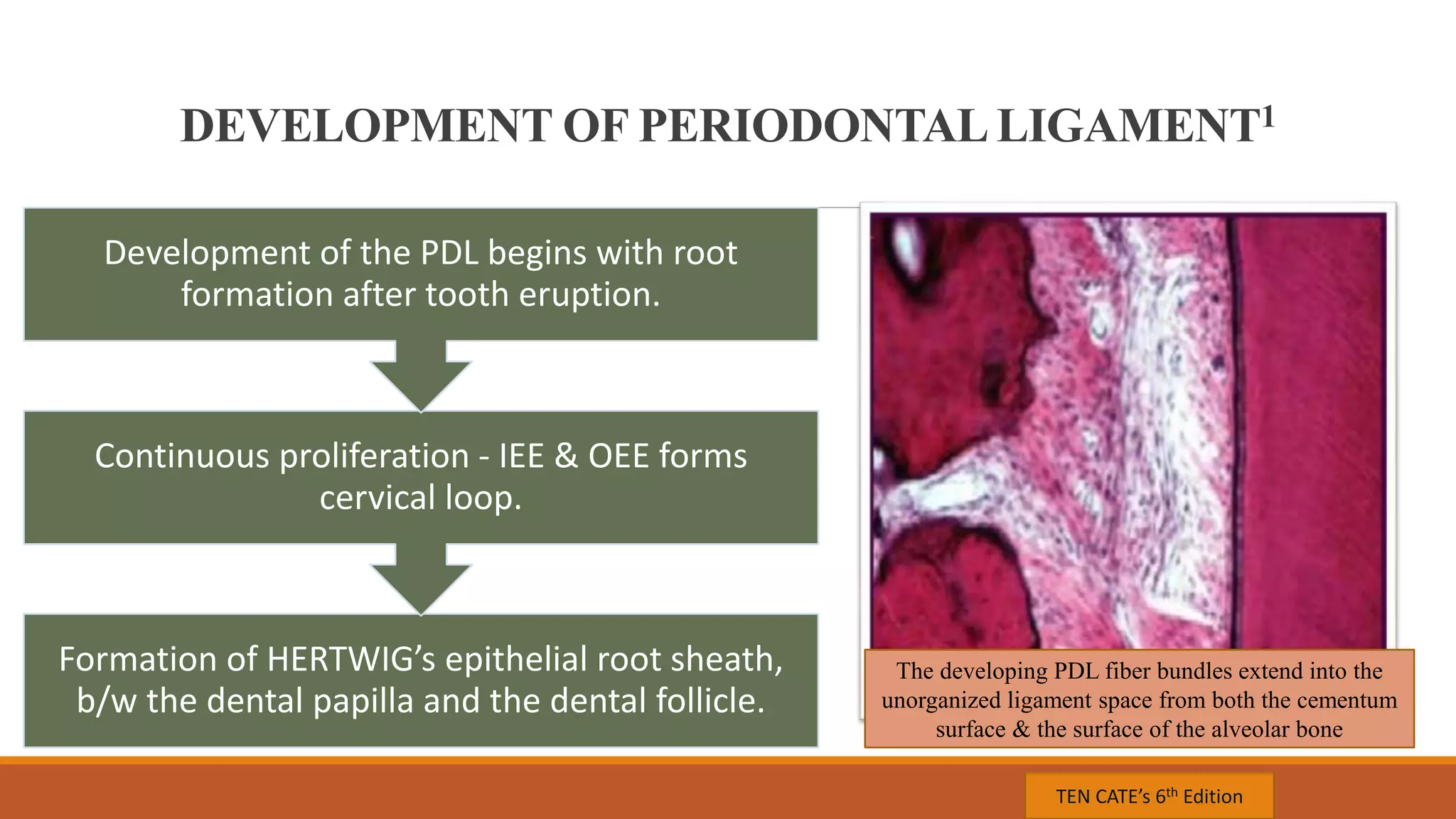 Development of periodontium | PPTX