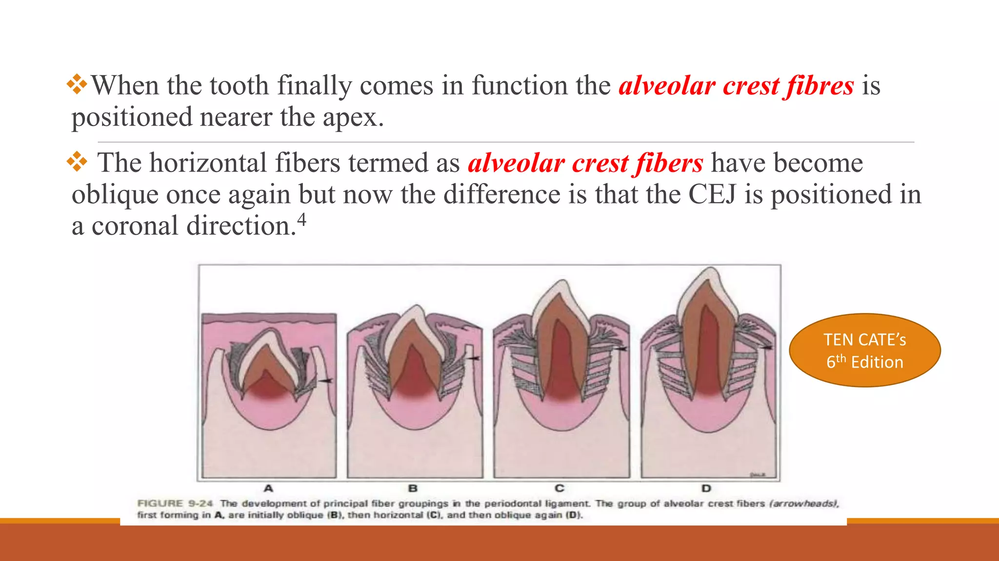 Development of periodontium | PPTX