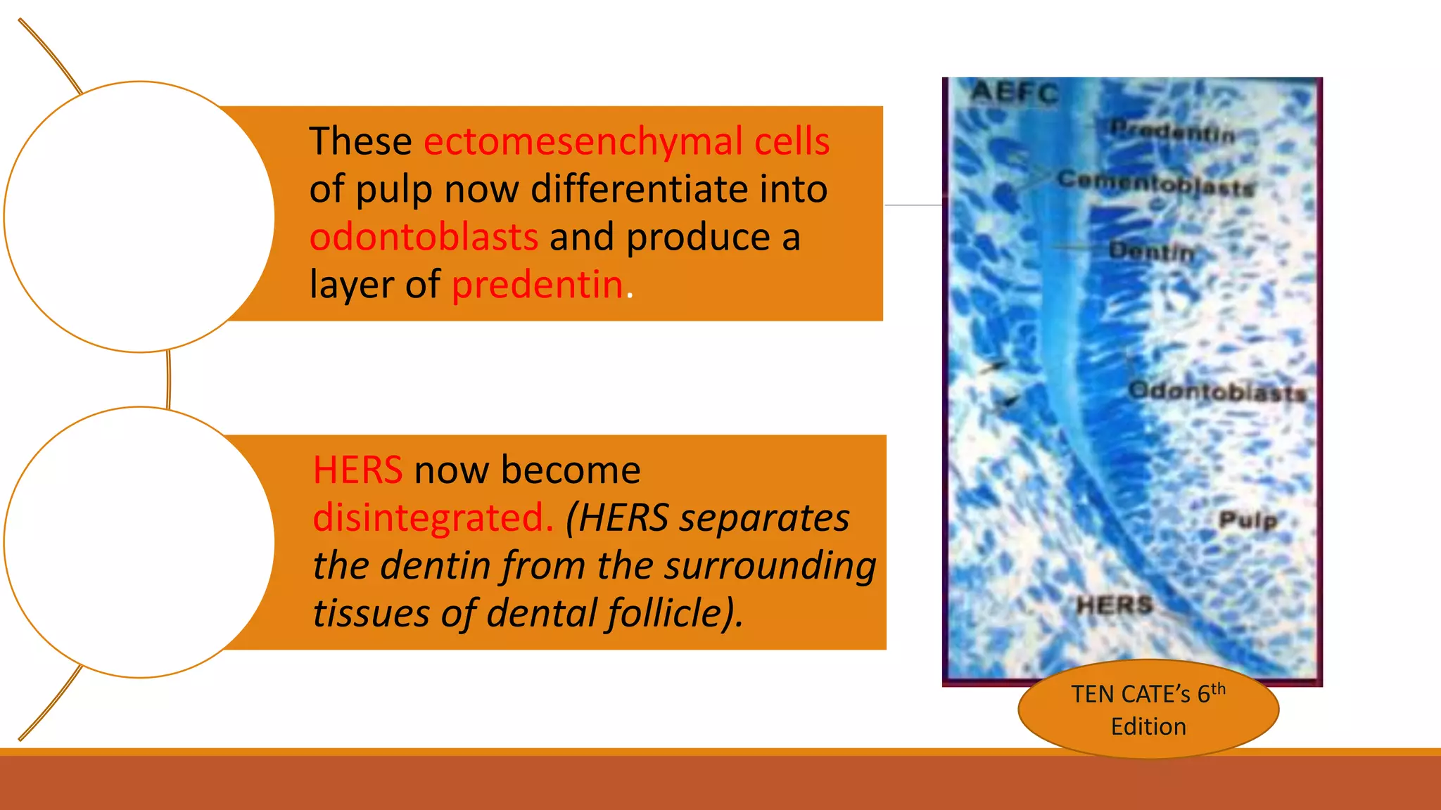 Development of periodontium | PPTX