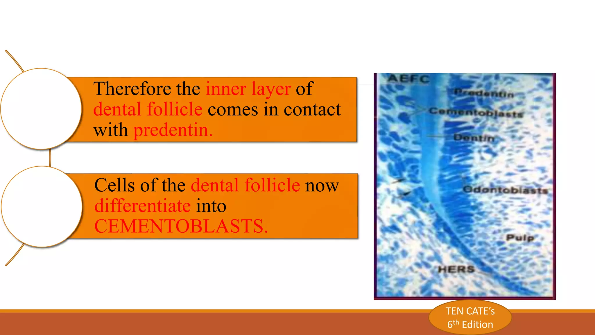 Development of periodontium | PPTX